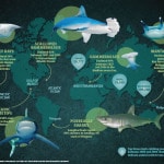 Sharks & Rays - New Protections - Epic Diving