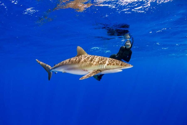 Silky Sharks - Pack Animals - Epic Diving