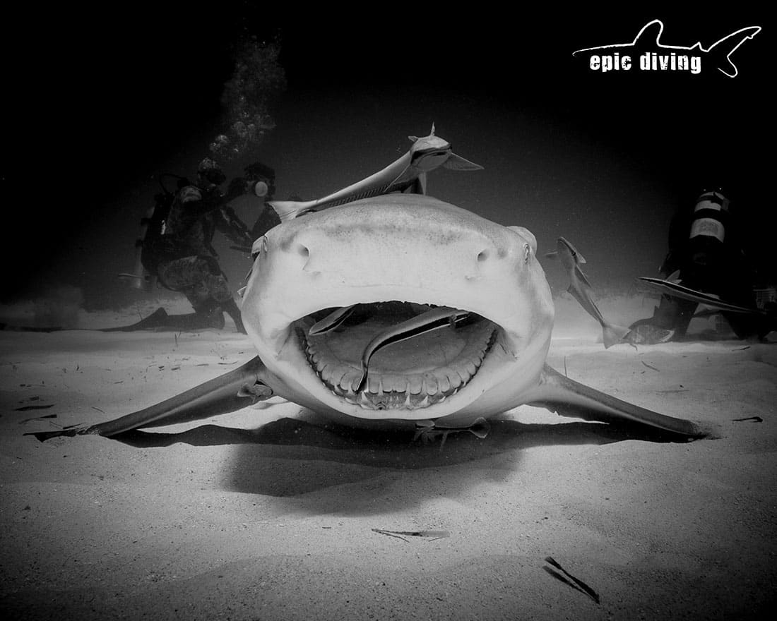 Plan Your Next Bahamas Shark Diving Excursion - Epic Diving