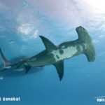 Hammerhead Shark Evolution - Epic Diving