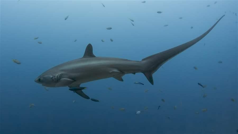 A Year of Shark-Conservation Wins - Epic Diving