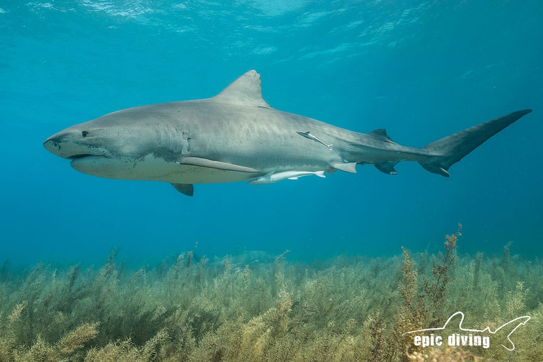 Plan Your Next Bahamas Shark Diving Excursion - Epic Diving