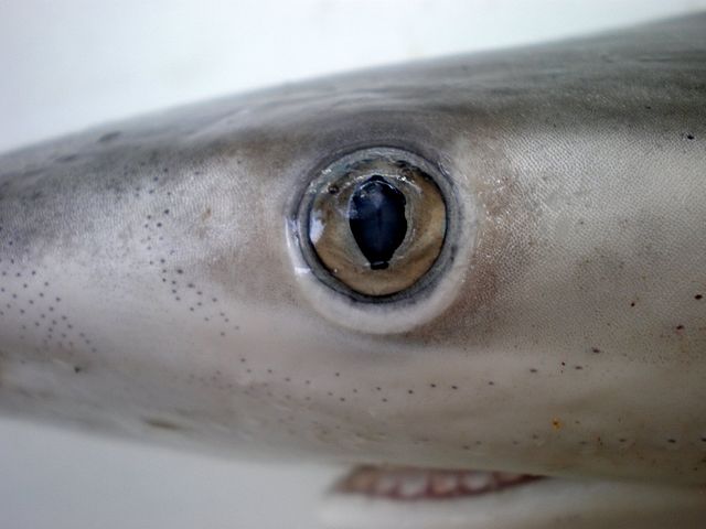 Shark Vision: Do Sharks have Good Eyesight? - Epic Diving