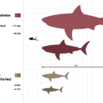 Shark Week - Megalodon - Discovery Channel - Epic Diving