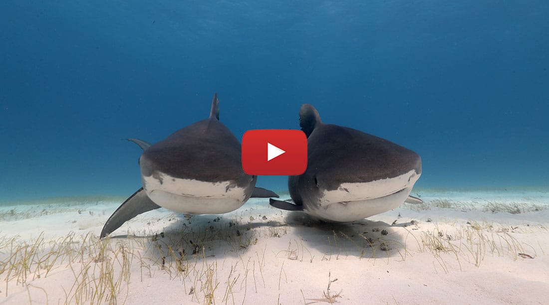 Do Sharks Sleep? What Science Says - Epic Diving