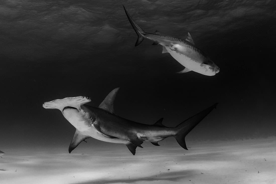 Tiger Shark Diving @ Tiger Beach, Bahamas - Epic Diving