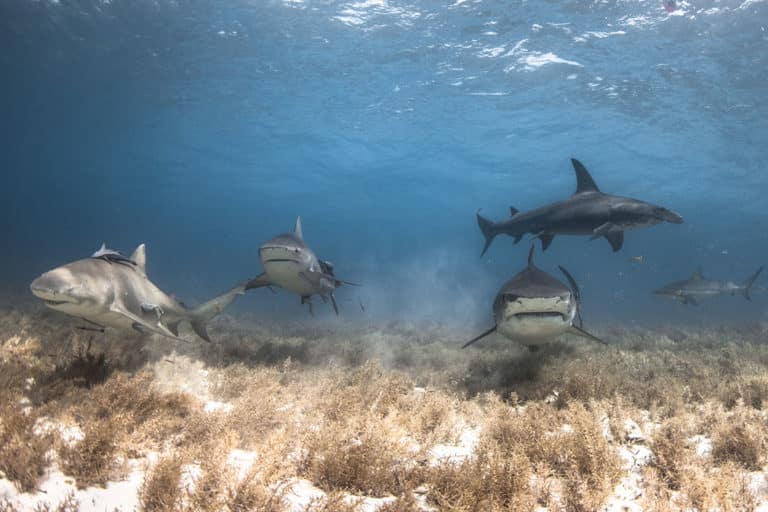 Tiger Shark Diving Bahamas | Epic Diving Ultimate Experience - Epic Diving