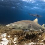 How Sharks Float: The Science of Buoyancy - Epic Diving