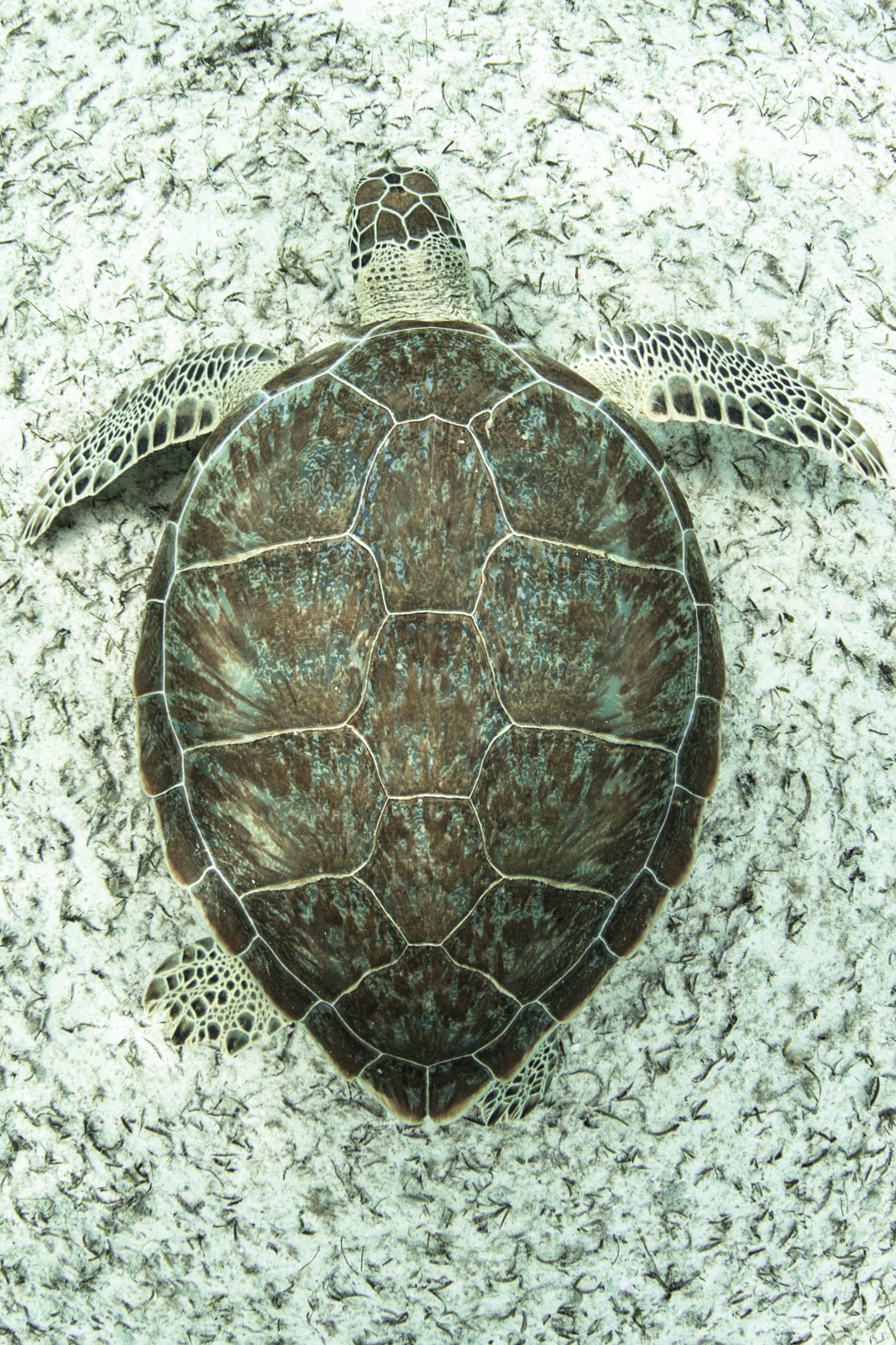 Turtle Time - Epic Diving