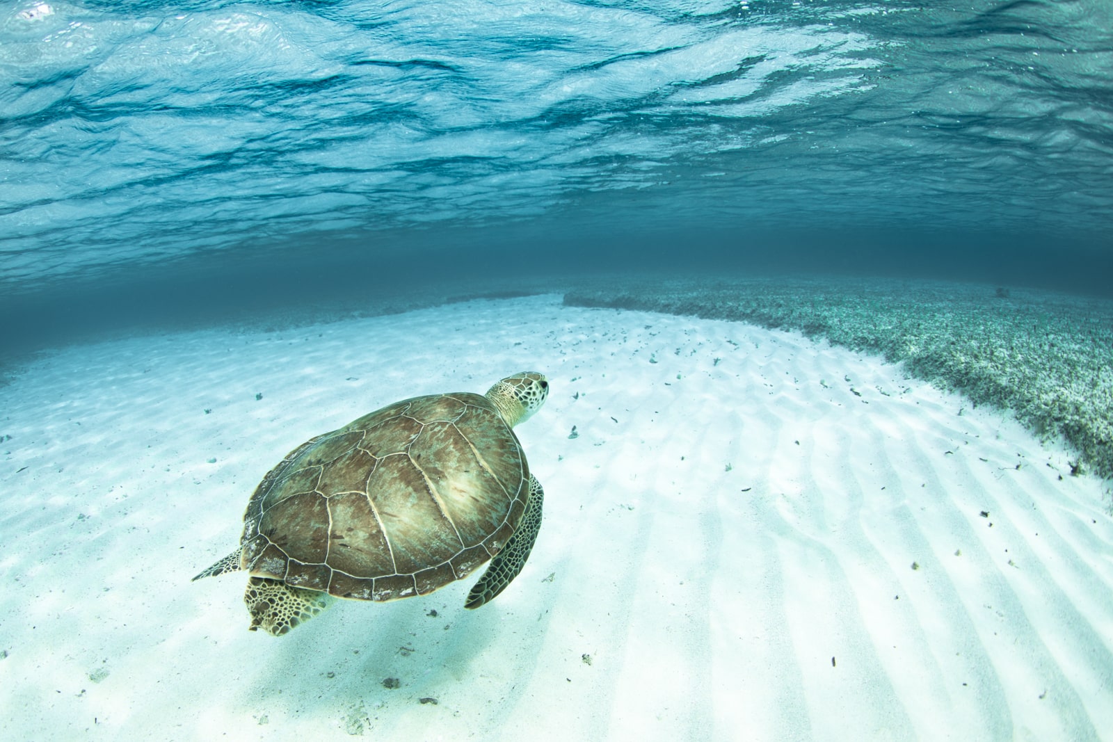 Turtle Time - Epic Diving