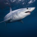 How Fast Can Sharks Really Swim? Myths vs. Facts - Epic Diving