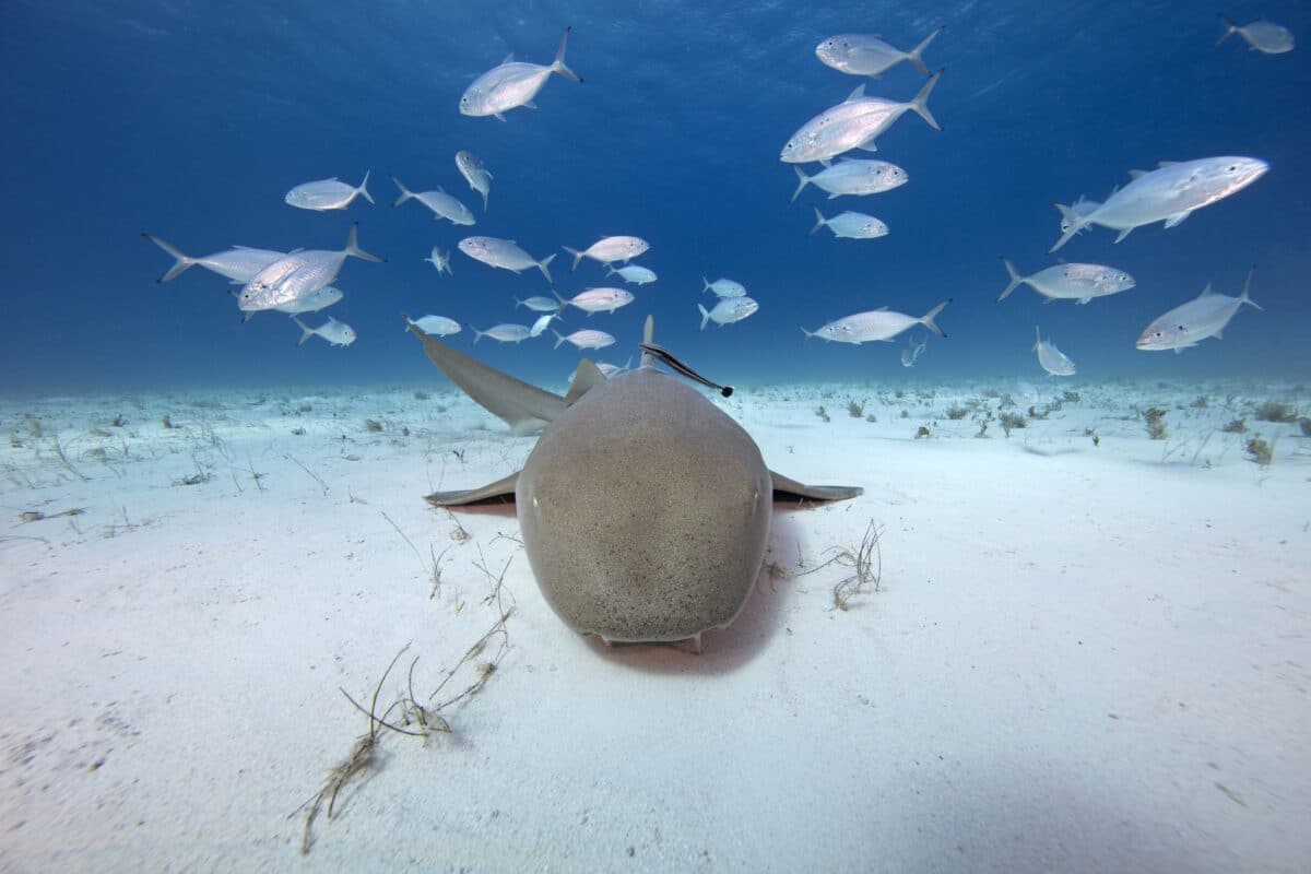 Do Sharks Sleep? What Science Says - Epic Diving